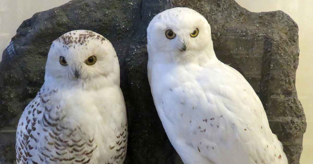 FGw Aspasia Fund 2023 - Amsterdam Institute for Humanities Research ...