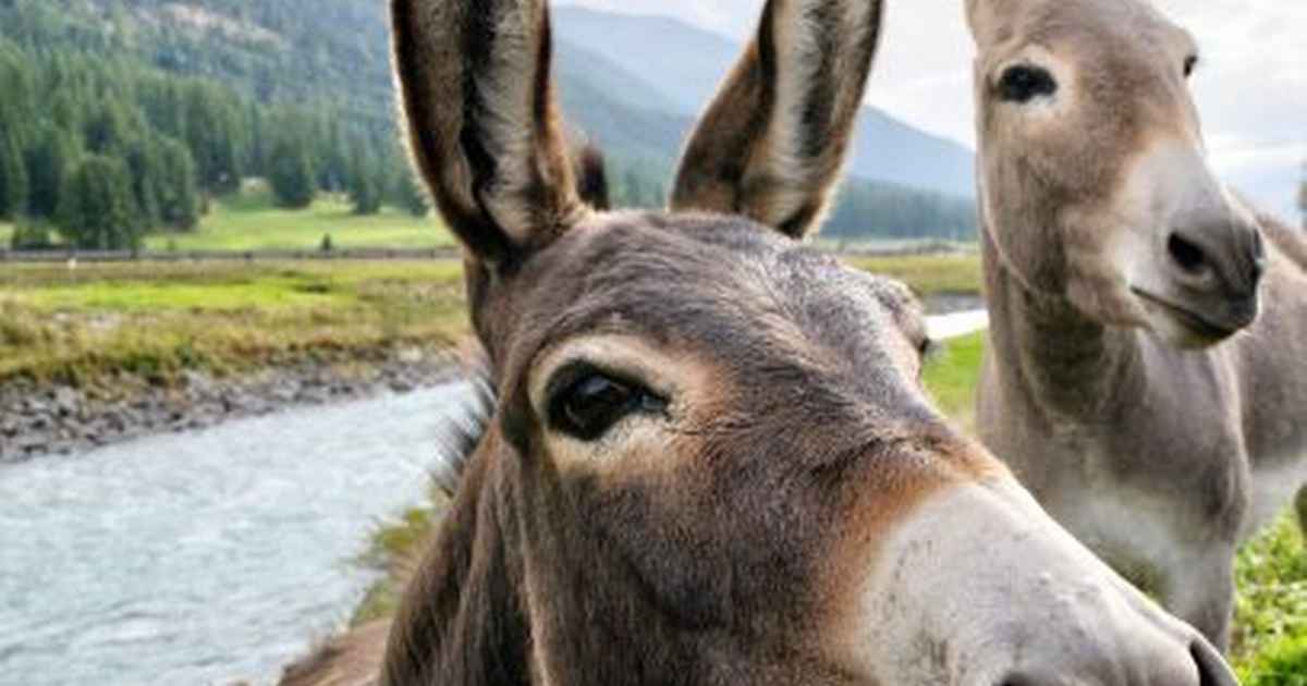 Clever Monkey – Stubborn Donkey - Amsterdam Institute for Humanities ...